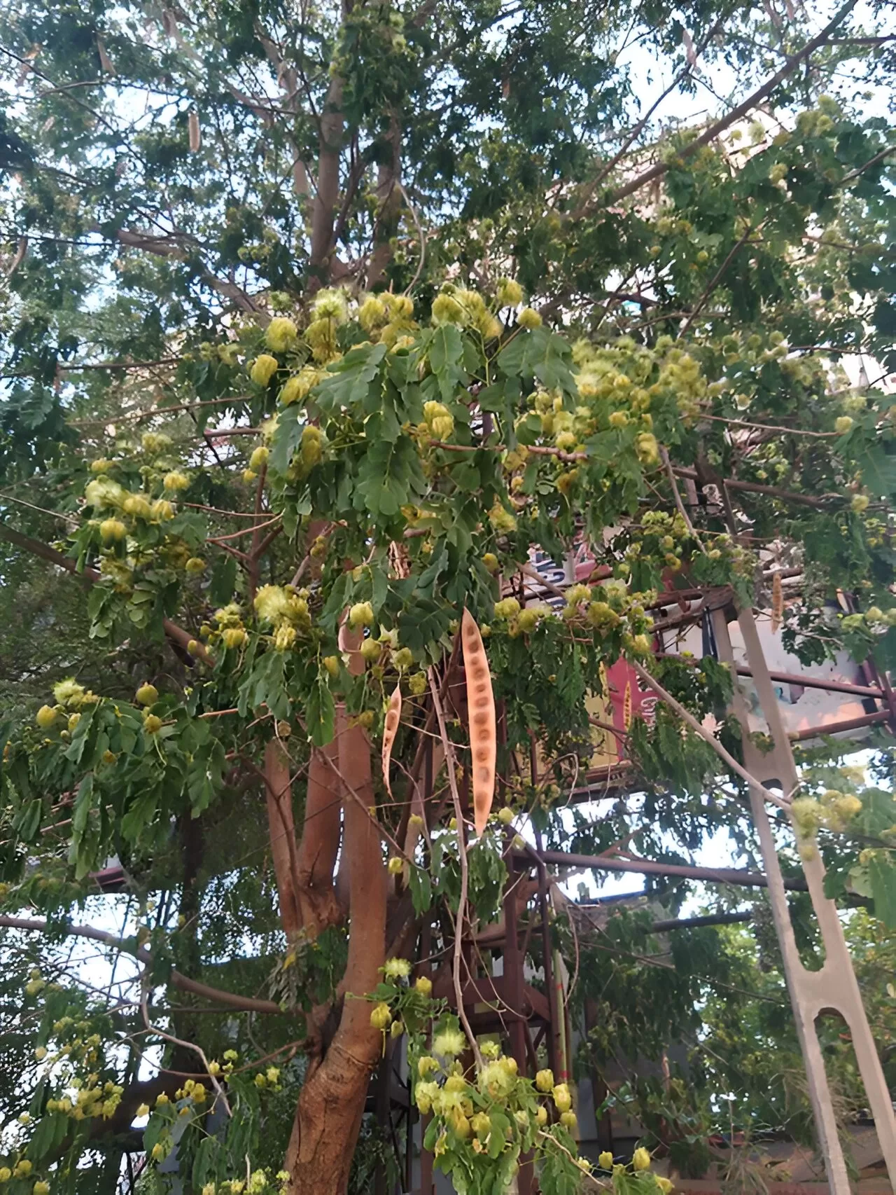 Potential Breakthrough: Siris Tree Extract Shows Promise in Combating ...
