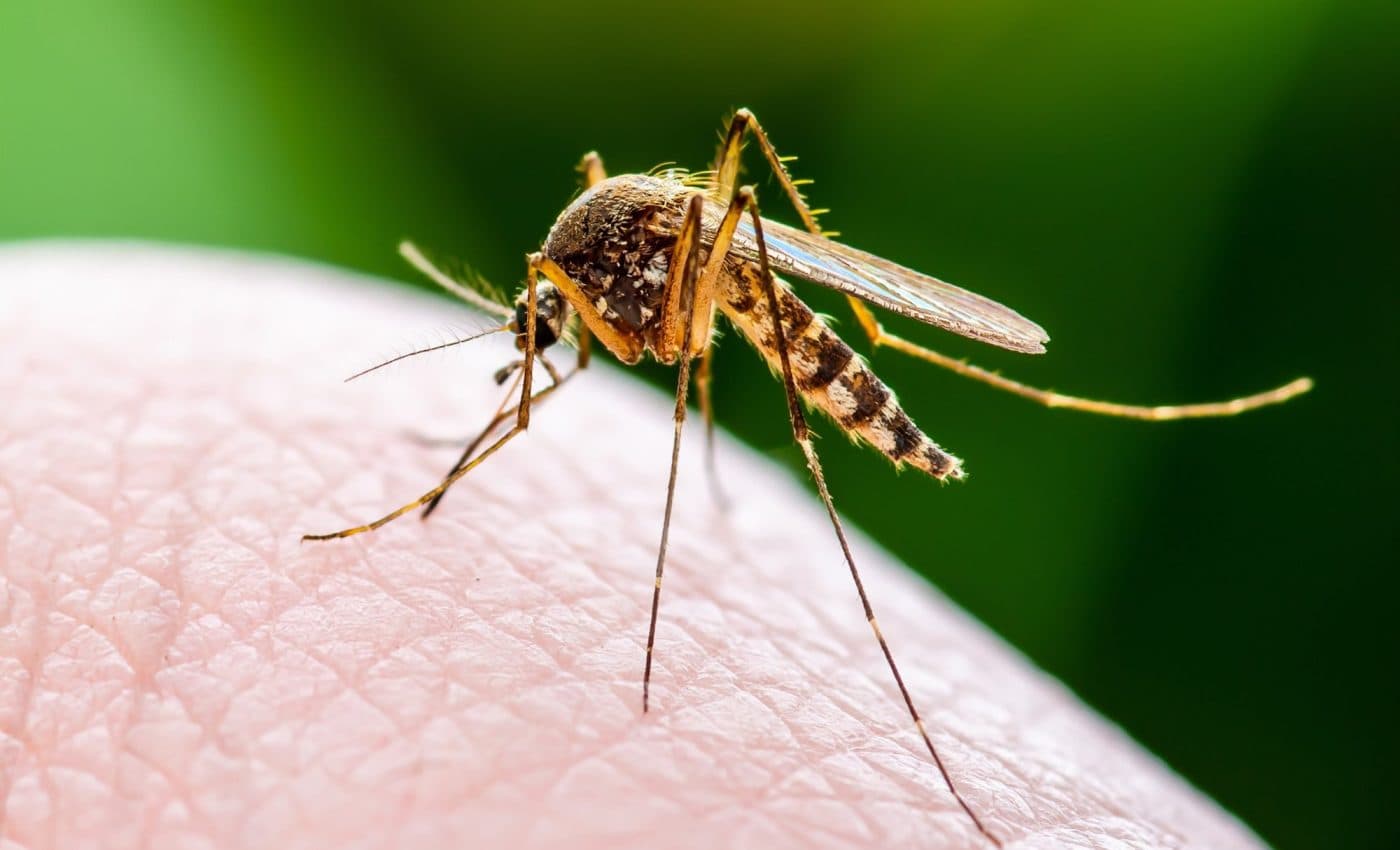 Why Do Mosquitoes Bite Some People More Than Others? Science Reveals ...