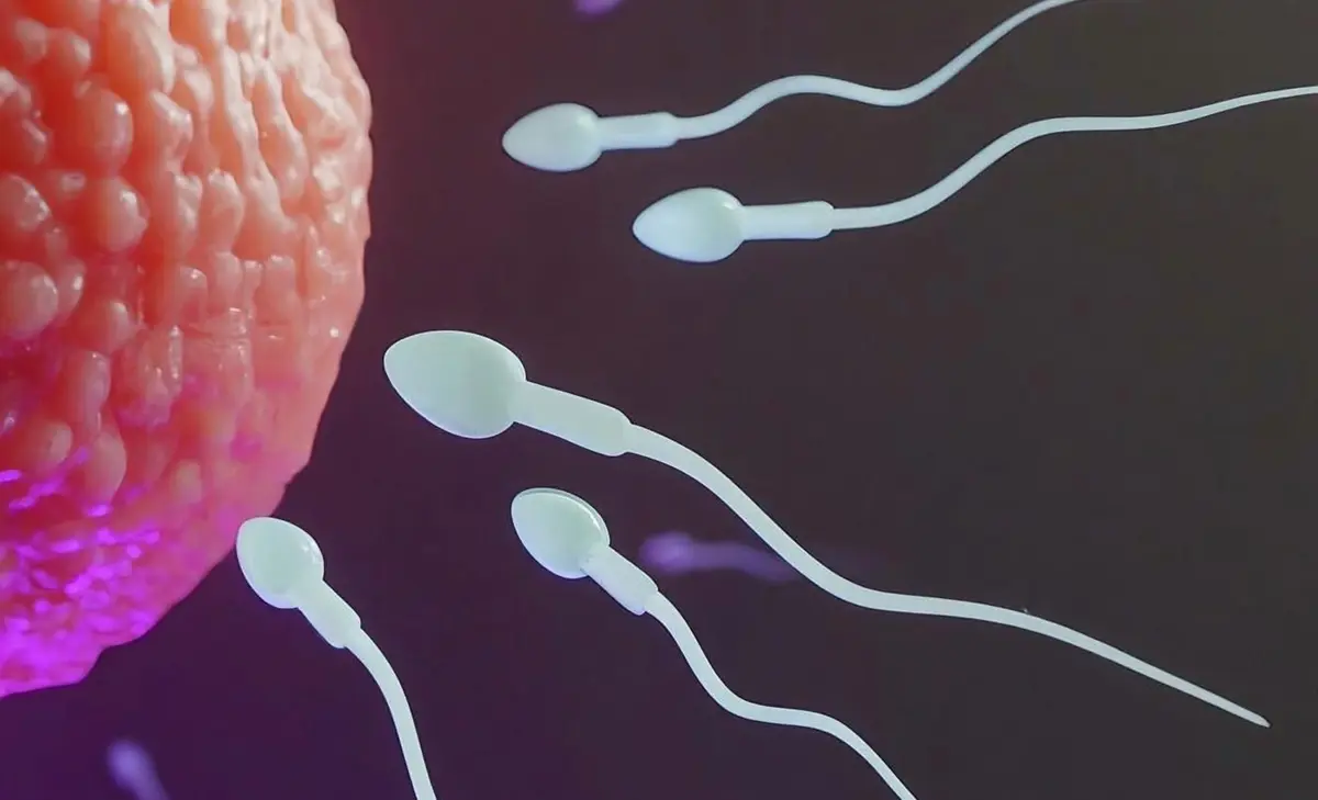 Revolutionary Breakthrough: Scientists Create Human Eggs from Skin ...