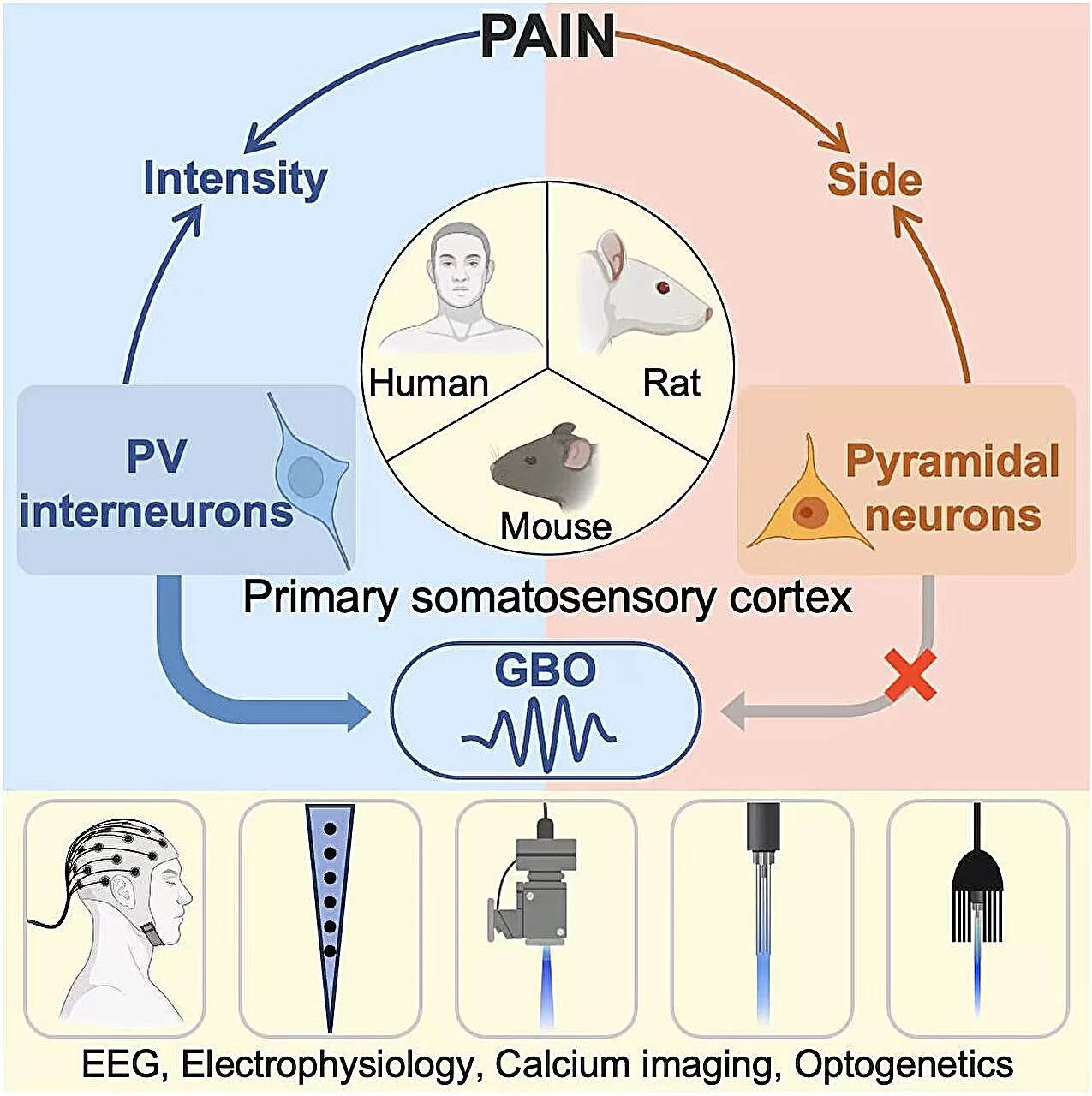 Scientists Uncover Brain's Mechanism for Encoding Pain: New Insights ...