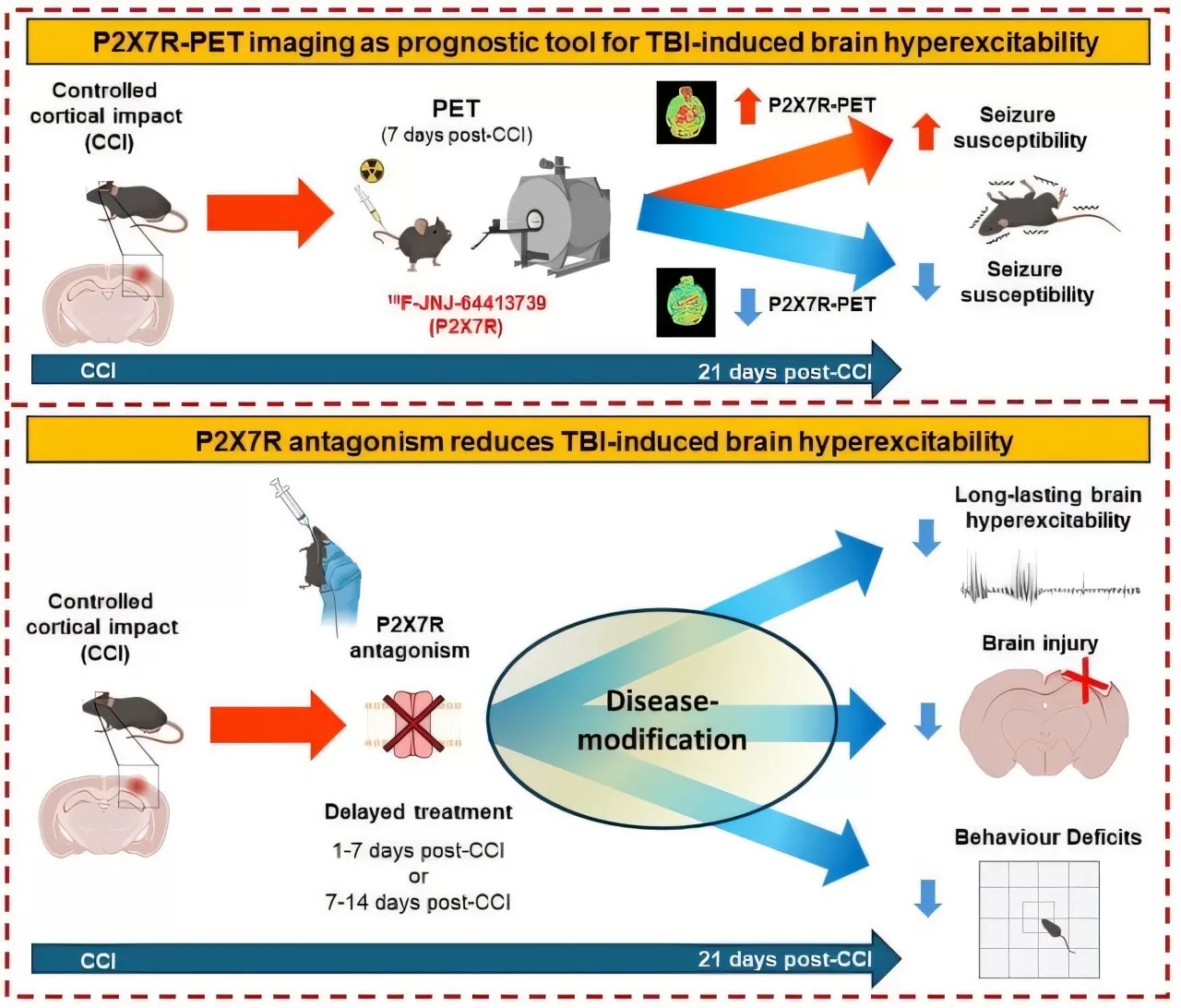 Brain Receptor Study Offers Hope for Preventing Epilepsy After ...
