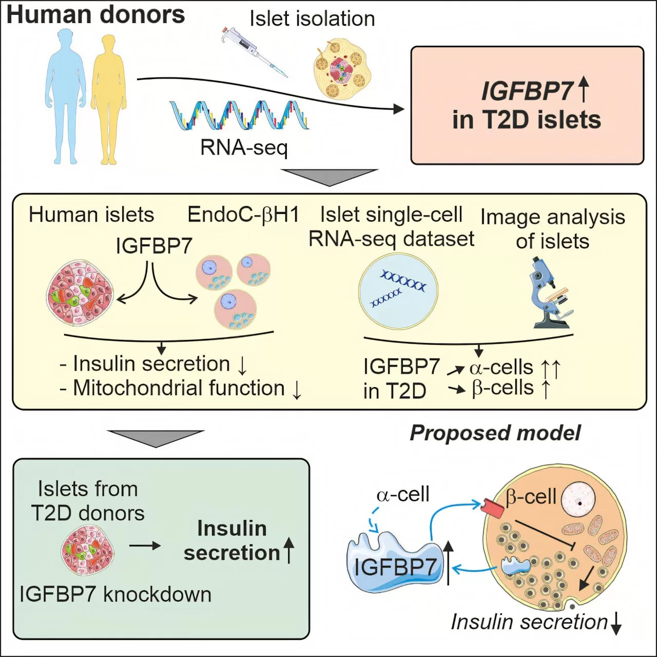 Elevated Protein Linked to Impaired Insulin Secretion in Type 2 ...