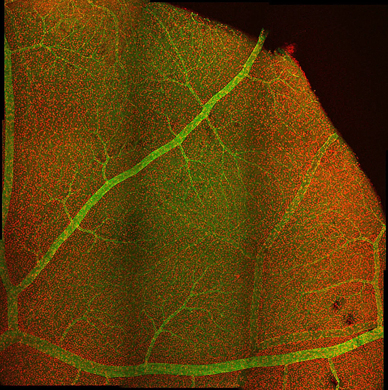 Eye Nerve Cells Work Together to Process Contrast and Movement: New ...