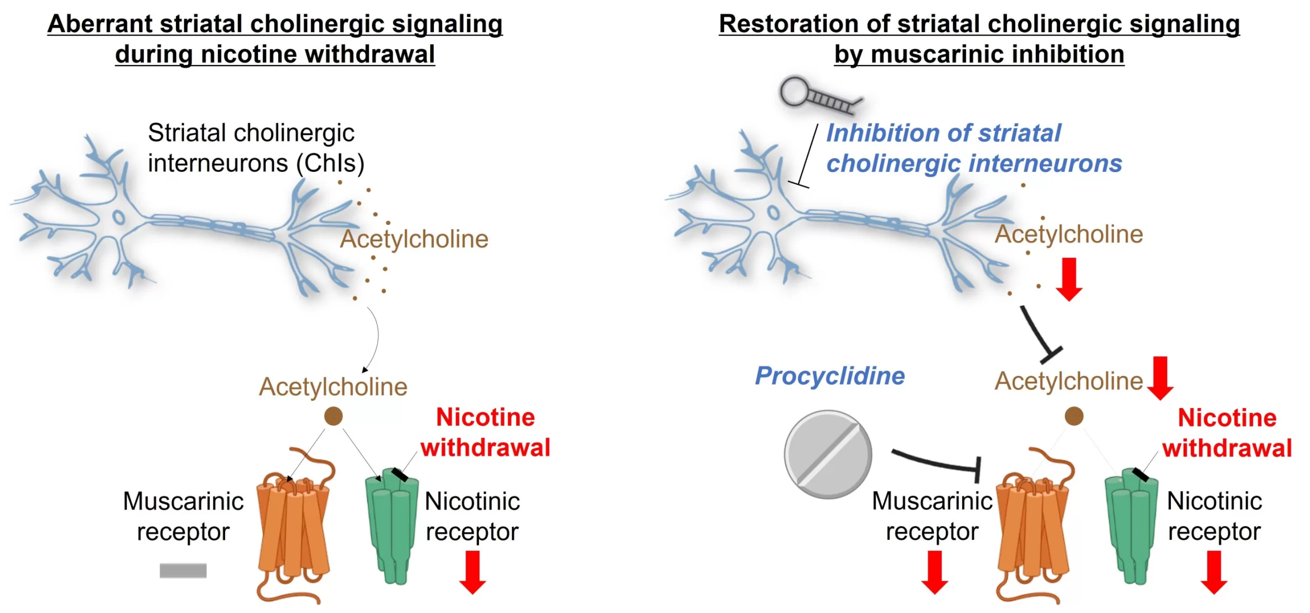 New Breakthrough in Overcoming Nicotine Withdrawal: Insights from Brain ...