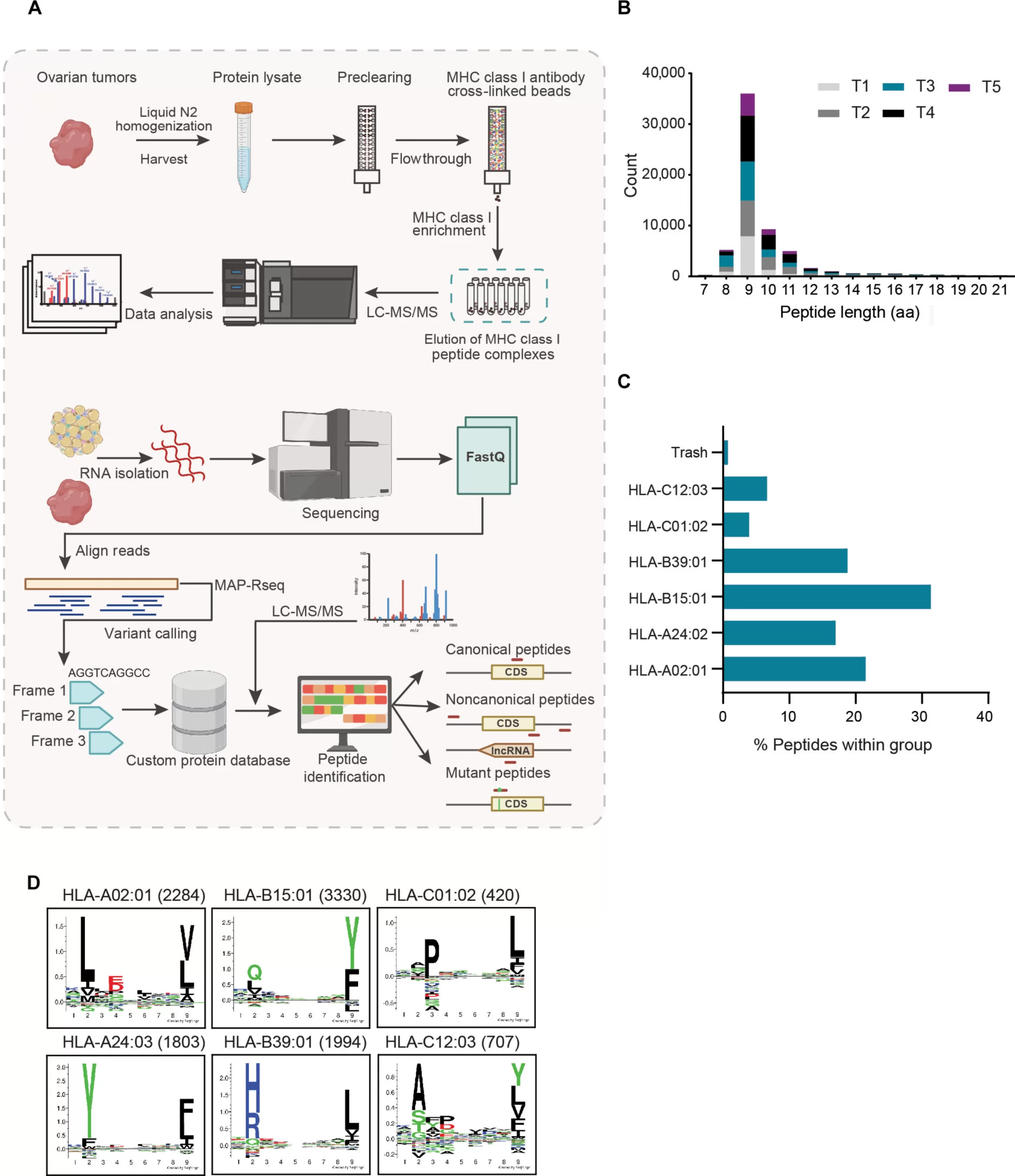 Cryptic Antigen Identified as New Immunotherapy Target for Ovarian ...