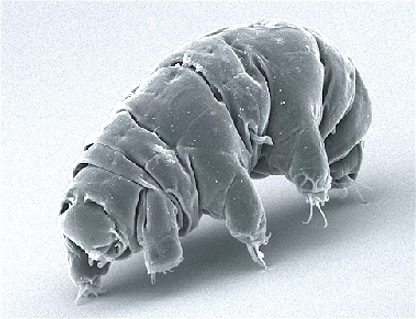Tardigrade Protein May Help Cancer Patients Tolerate Radiation Therapy ...
