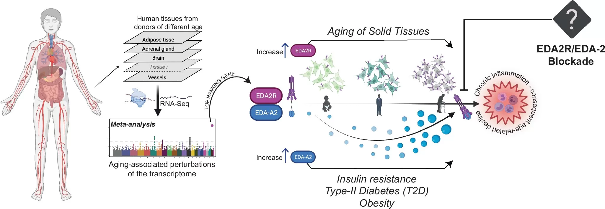 Scientists Identify 'Inflammation' Gene Linked to Accelerated Aging ...