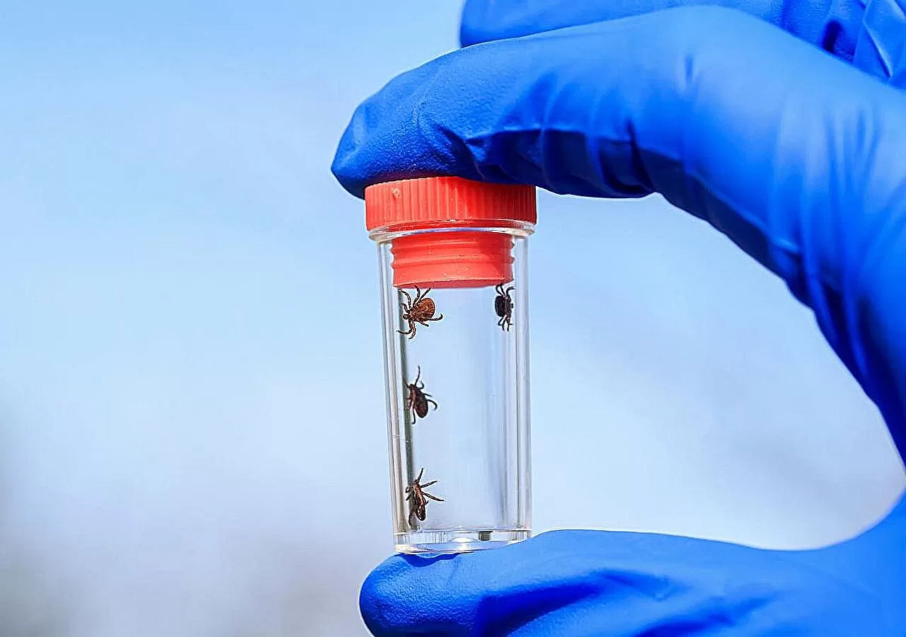 Red Meat Allergy From Tick Bites: Inside the Rise of Alpha-Gal Syndrome ...